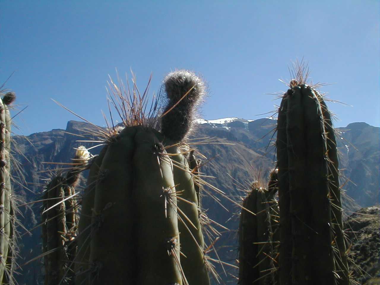 Cactus of Colca Canyon - Cacti & Succulents - The Corroboree
