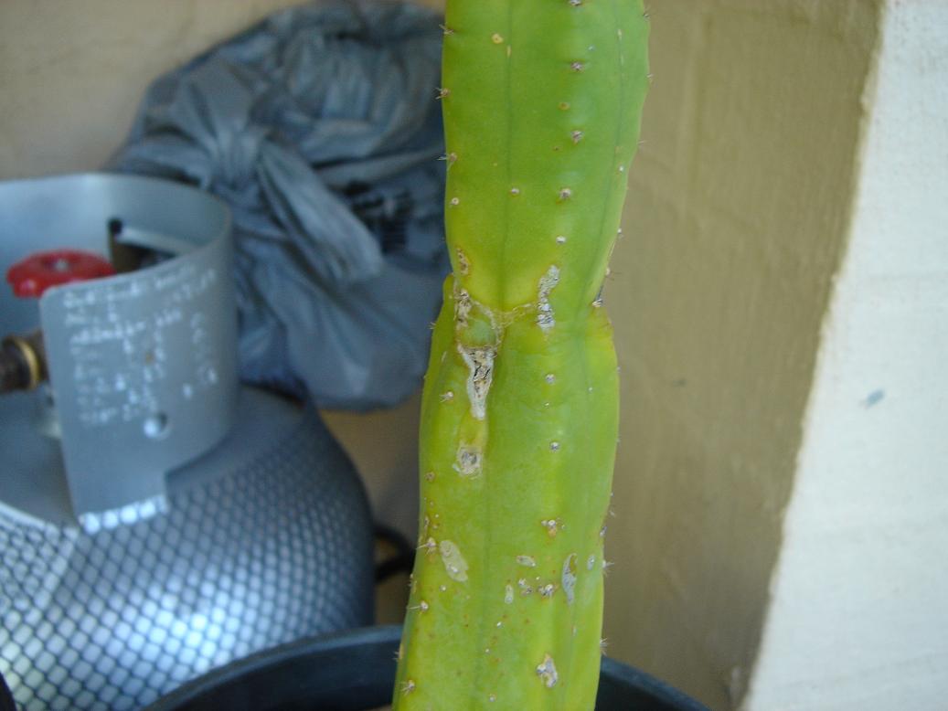 Sick Cactii - Cacti & Succulents - The Corroboree