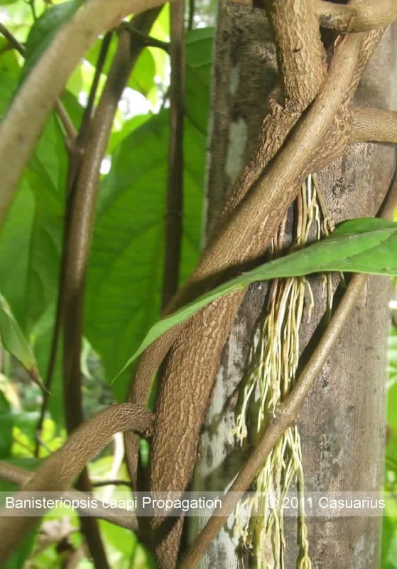 Banisteriopsis caapi Propagation 101 - Ethnobotany - The Corroboree