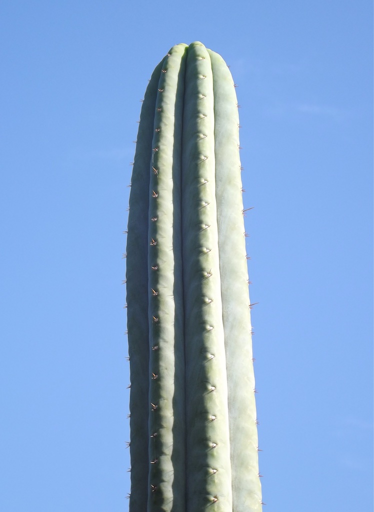 T.peruvianus 'Short Spined' - Member's Gallery - The Corroboree