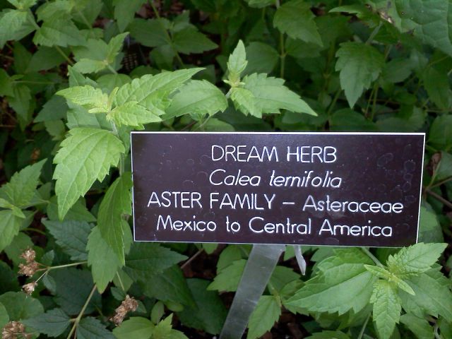 Calea ternifolia - Alchetron, The Free Social Encyclopedia