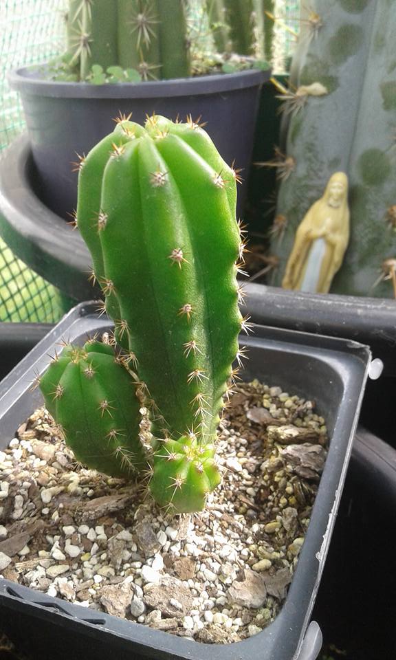 Bridgesoid 'Alko' hybrid trichotomous - Member's Gallery - The Corroboree