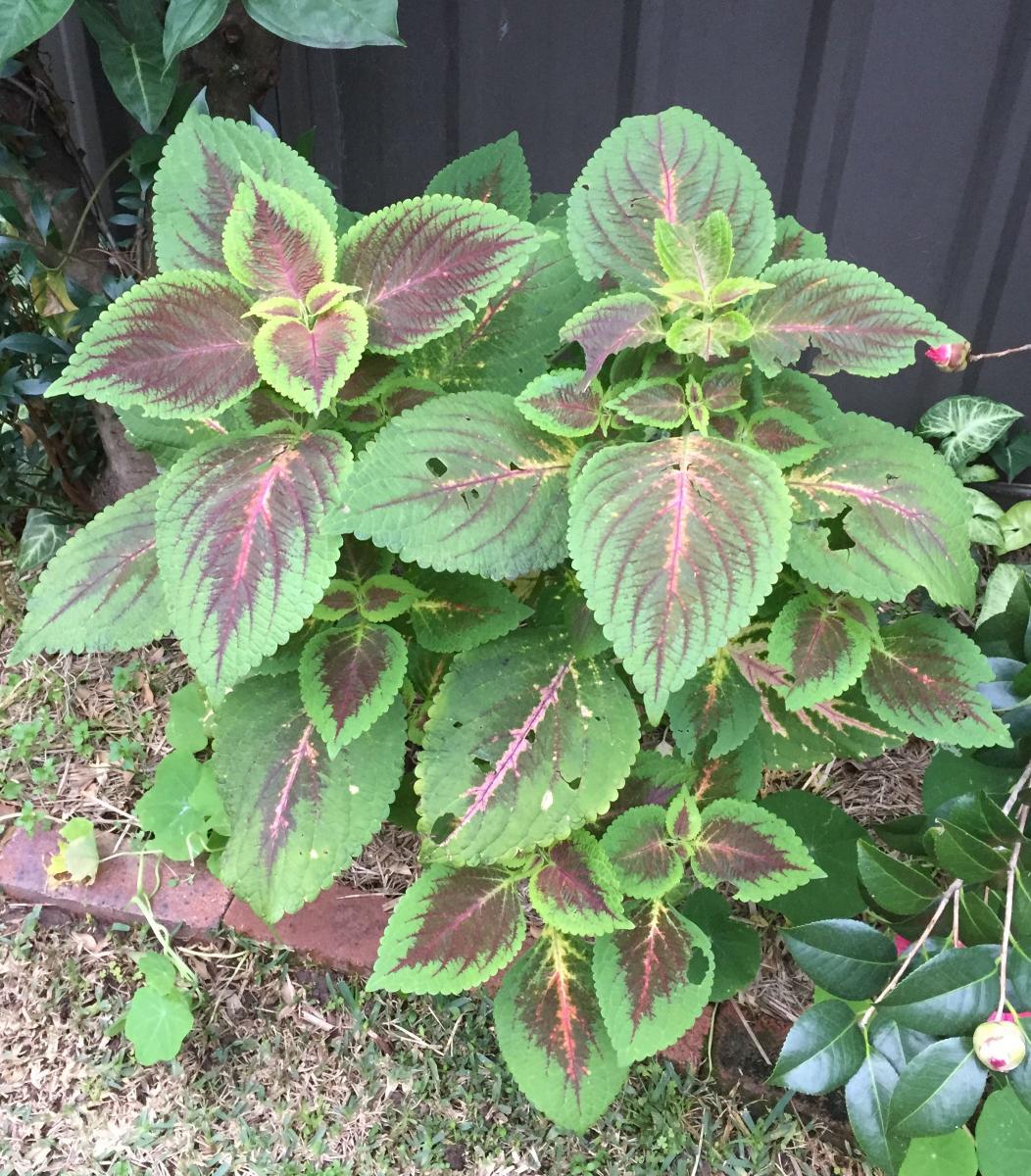 Coleus Blumei - Exotic Leafy Plants - The Corroboree