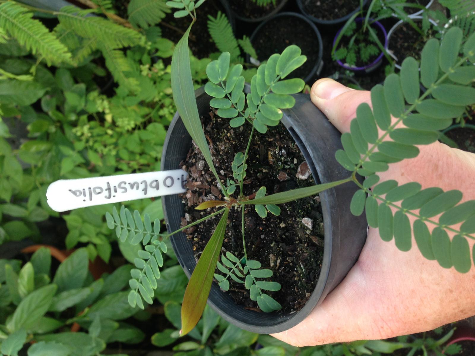 A. Obtusifolia - Exotic Leafy Plants - The Corroboree